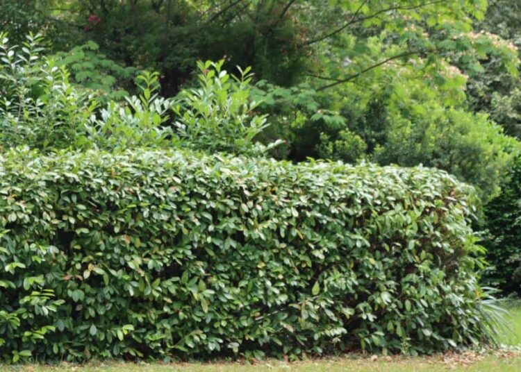 Learn How to Growing and Caring for Skip Laurel Shrubs - Amenity Home